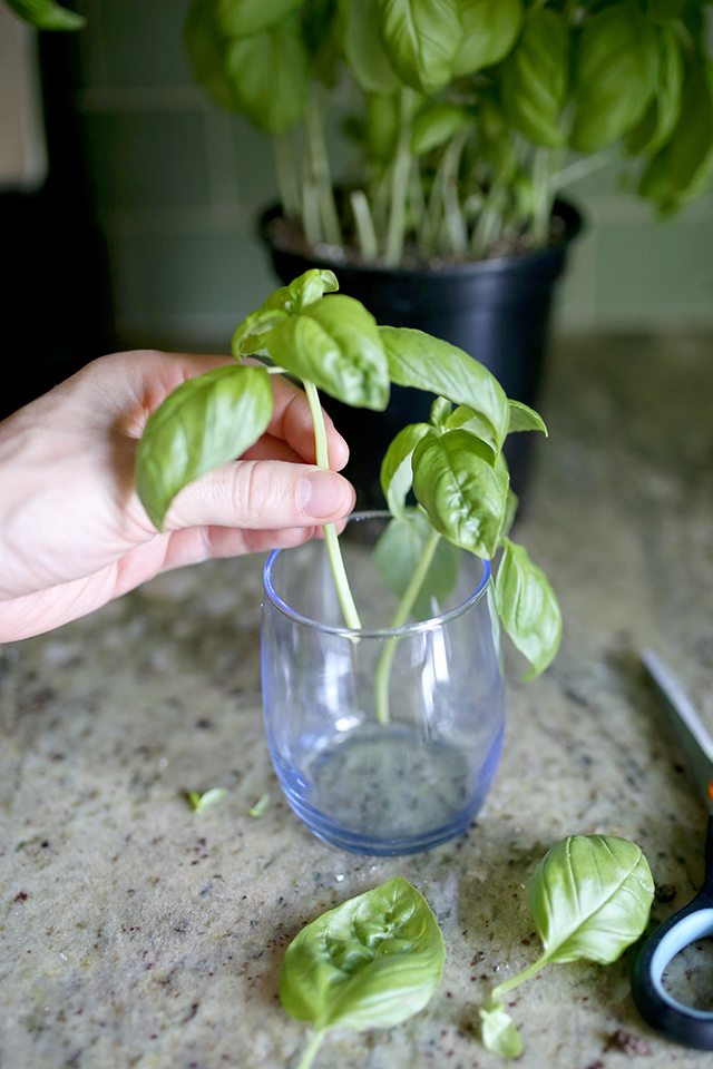 How to Grow Basil from Cuttings - Turn 1 Plant into 10+