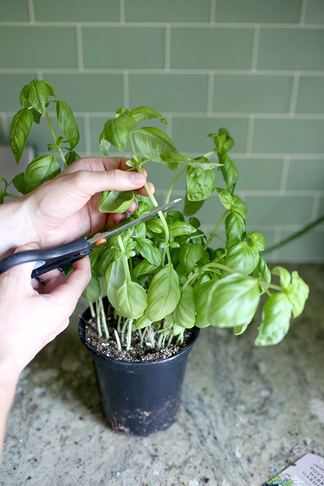 How to Grow Basil from Cuttings - Turn 1 Plant into 10+